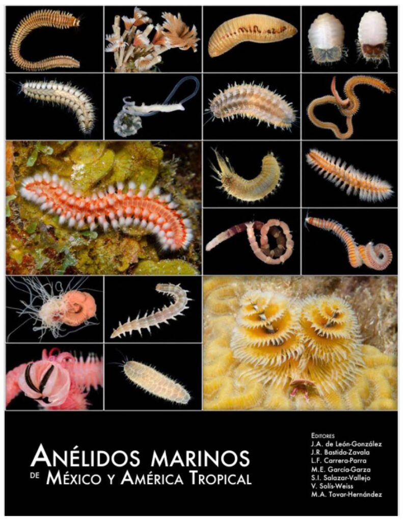 Investigadora del TecNM campus Bahía de Banderas participa en la ...